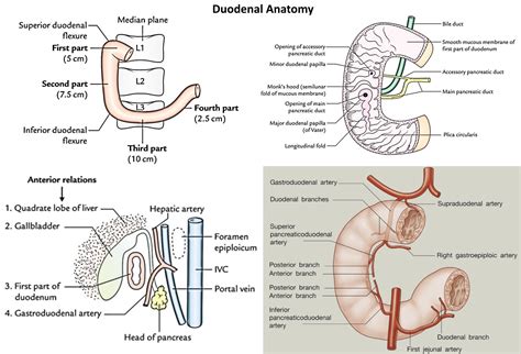 Duodenum Parts