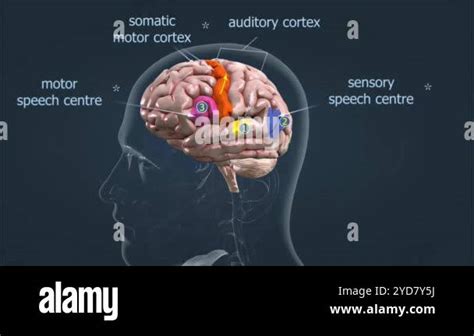 Auditory Signals Stock Videos And Footage Hd And 4k Video Clips Alamy