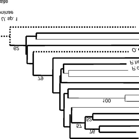 bayesian inference analysis for partial sequences of the coi gene of