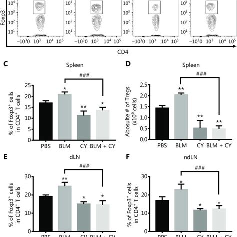Cy Inhibited Bleomycin Blm Induced Expansion Of Regulatory T Cells
