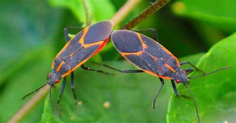 Boxelder Bugs In The House During Winter Heres Why