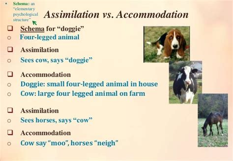 Assimilation Vs Accommodation Final