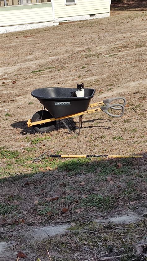 Wheelbarrow Cat Rcat