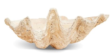 Lot Fossilized Giant Clam Shell