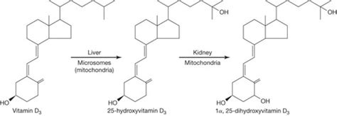 Lecture 43 44 Erythropoiesis Stimulating Agents Phosphate Binders Vitamin D Analogs