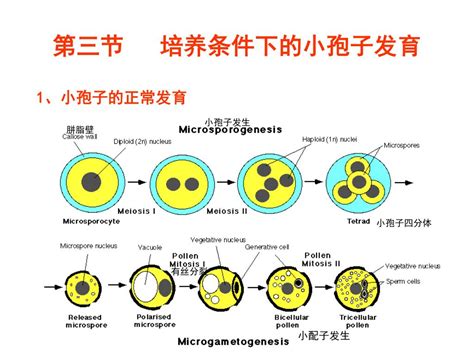 Ppt 植物生物技术 Powerpoint Presentation Free Download Id 5979894