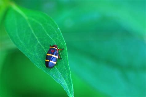 Mobugs Two Lined Spittlebug