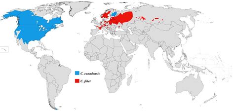 Where Do Beavers Live Birds And Wild