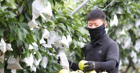 농진청 달콤한 녹색 배 슈퍼골드 수확