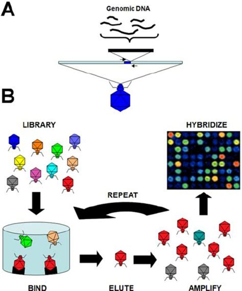 an overview of microarray profiling of phage display selection