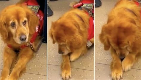 시각 장애인 따라서 지하철 올라탔다가 승객한테 심하게 꾸짖음 듣자 잔뜩 주눅 든 안내견