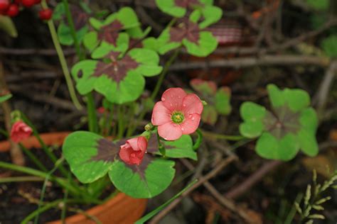 Oxalis Tetraphylla