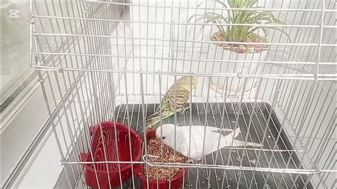 সকাল থেকে সন্ধ্যা—গৃহিণীর অক্লান্ত পথচলা ভালোবাসা যত্ন আর পরিশ্রম