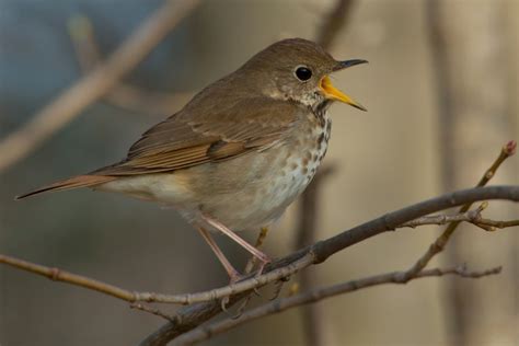 Hermit Thrush Habitat Range And Lifespan