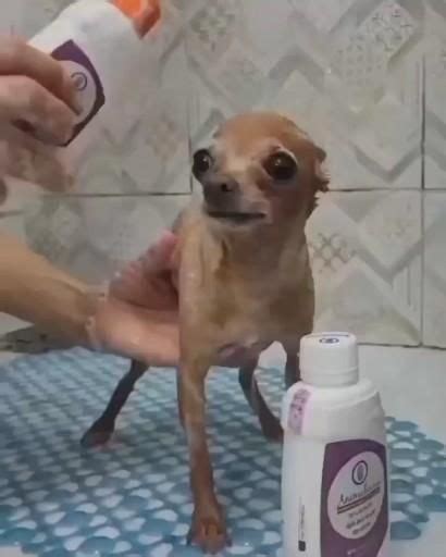 Pinterest Смешные собаки Картинки домашних животных Смешные кошачьи мордашки