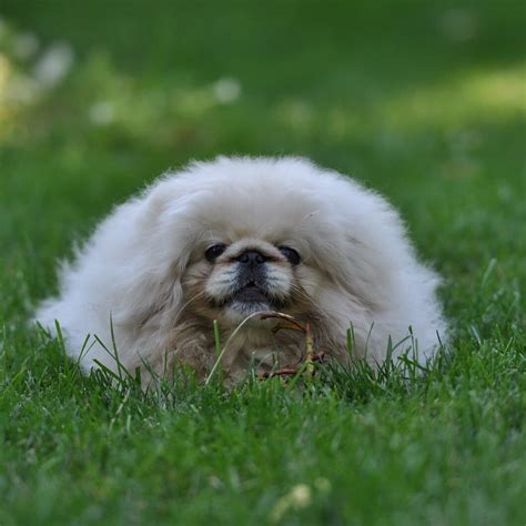 Pekingese6