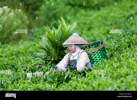 Woman Harvesting Tea Camellia Sinensis On Tea Plantation Near Ciwidey