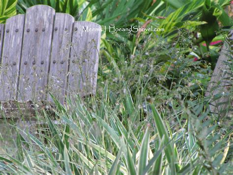 Hoe And Shovel Flax Lily Goodness