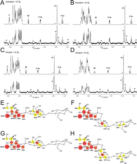 Sialyllactose Binding To The Tadv 3 Fibre Head Saturation Transfer