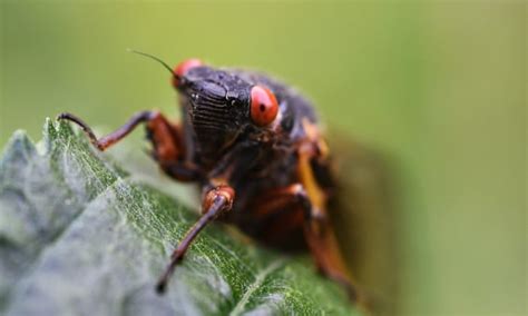 Cicada Facts Science Facts 13 Fascinating Now You Know Facts About