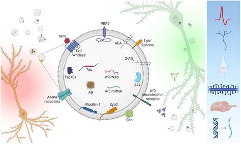 Frontiers Inter Neuronal Signaling Mediated By Small Extracellular