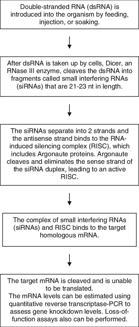 A Simplified Outline Of The Steps In The Rnai Pathway Download A Simplified Outline Of The Steps In The Rnai Pathway Download