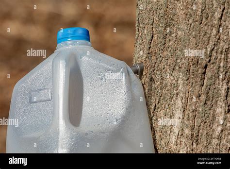 Collecting Sap From Sugar Maple Tree Maple Sugaring And Maple Syrup Production Concept Stock