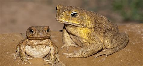 A Cane Toad Conundrum Traces Magazine