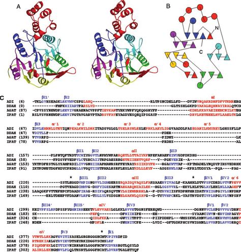 Overall Fold Topology And Structure Based Sequence Alignment Of Adi