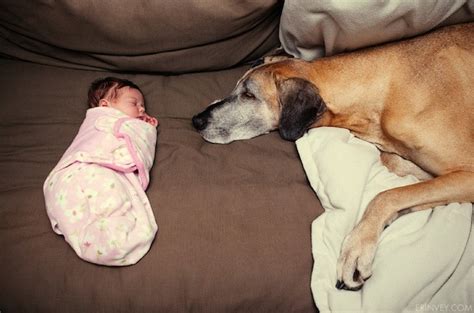 Dash Bros Tumblr Kari Shma Via The Great Dane Who Became An