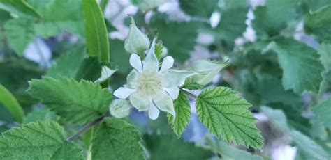 Rubus Leucodermis 🔑 Cnps El Dorado Chapter Plant Sale