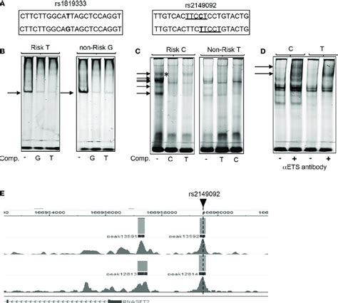 Allele Specific Nucleo Protein Binding To Rnaset2 Promoter Regions A