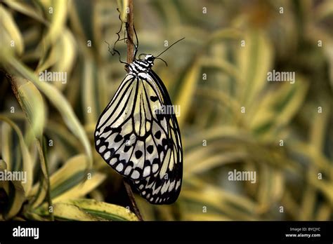 A Tree Nymph Butterfly Stock Photo Alamy