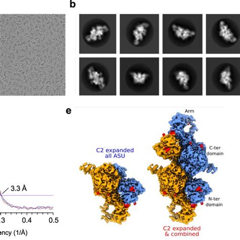 Cryo Em Analysis Of Native Bovine Tg A Cryo Em Micrographs Of Download Scientific Diagram