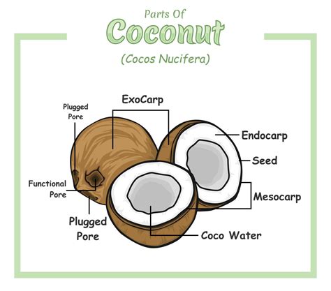 Coconut Structure Diagram Coconut Structure Vector Illustration