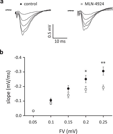 Basal Synaptic Transmission Is Reduced In Mln 4924 Treated Hippocampal