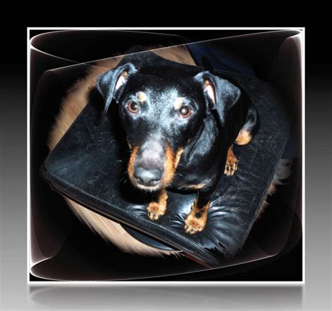 Pinous By Strizibaba On Deviantart