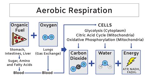 Aerobic Respiration Equation 602x339