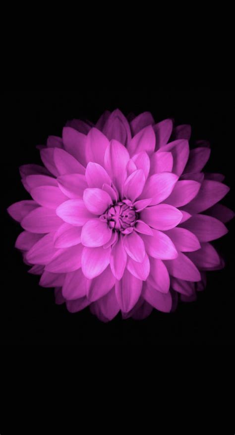 Purple Wallpaper For Iphone