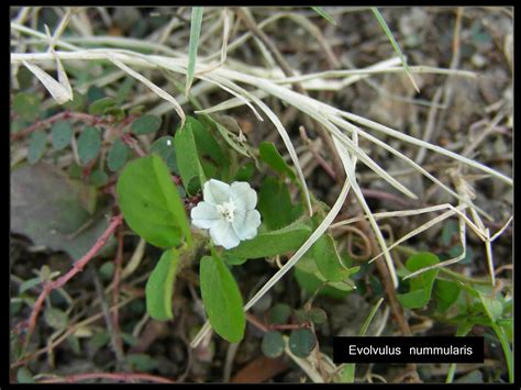 Evolvulus Nummularius Eflora Of India
