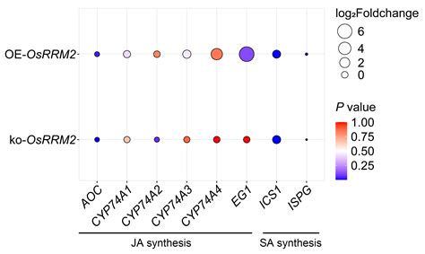 Unveiling The Role Of Rna Recognition Motif Proteins In Orchestrating