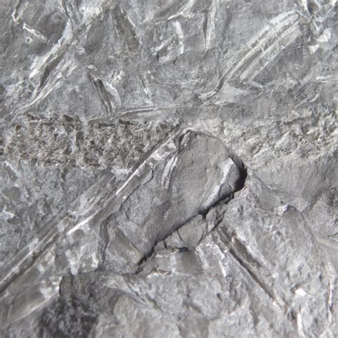 Lycopod Cone Lepidostrobus The Natural Canvas