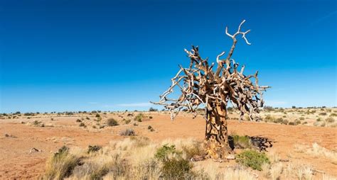 Premium Photo Quiver Trees Of The Northern Cape