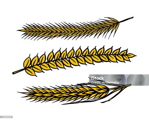 위스키를 만들기위한 밀 강한 알코올 음료에 대한 빈티지 호밀 복고풍 포스터 배지에 대한 손으로 그린 흑백 스케치 미국 기호 버번 위스키에 대한 스톡 벡터 아트 및 기타