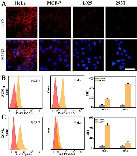 细胞膜伪装的金属有机框架可用于肿瘤细胞亚型的鉴别诊断 X Mol资讯