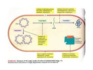 Antibiotic Resistance Ppt