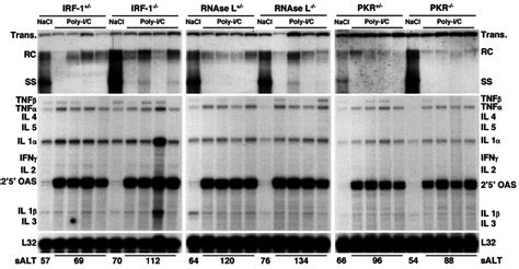 Role Of Irf 1 Rnase L Or Pkr In Antiviral Activity Induced By Download Scientific Diagram