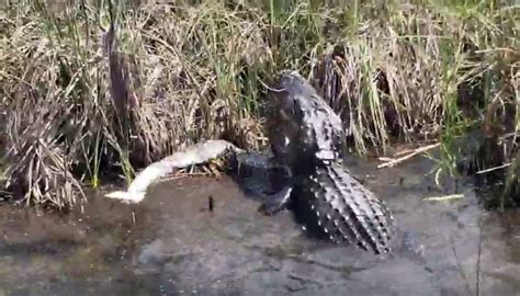 Alligator Fights A 10 Foot Python In Epic Battle Video Goes Viral