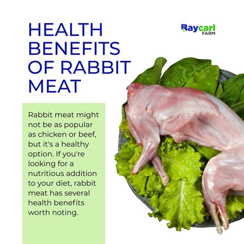 Health Benefits Of Rabbit Meat Baycarl Enterprise