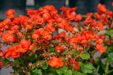 Types Of Wax Begonia In Depth Guide On Varieties And Uses Foliage